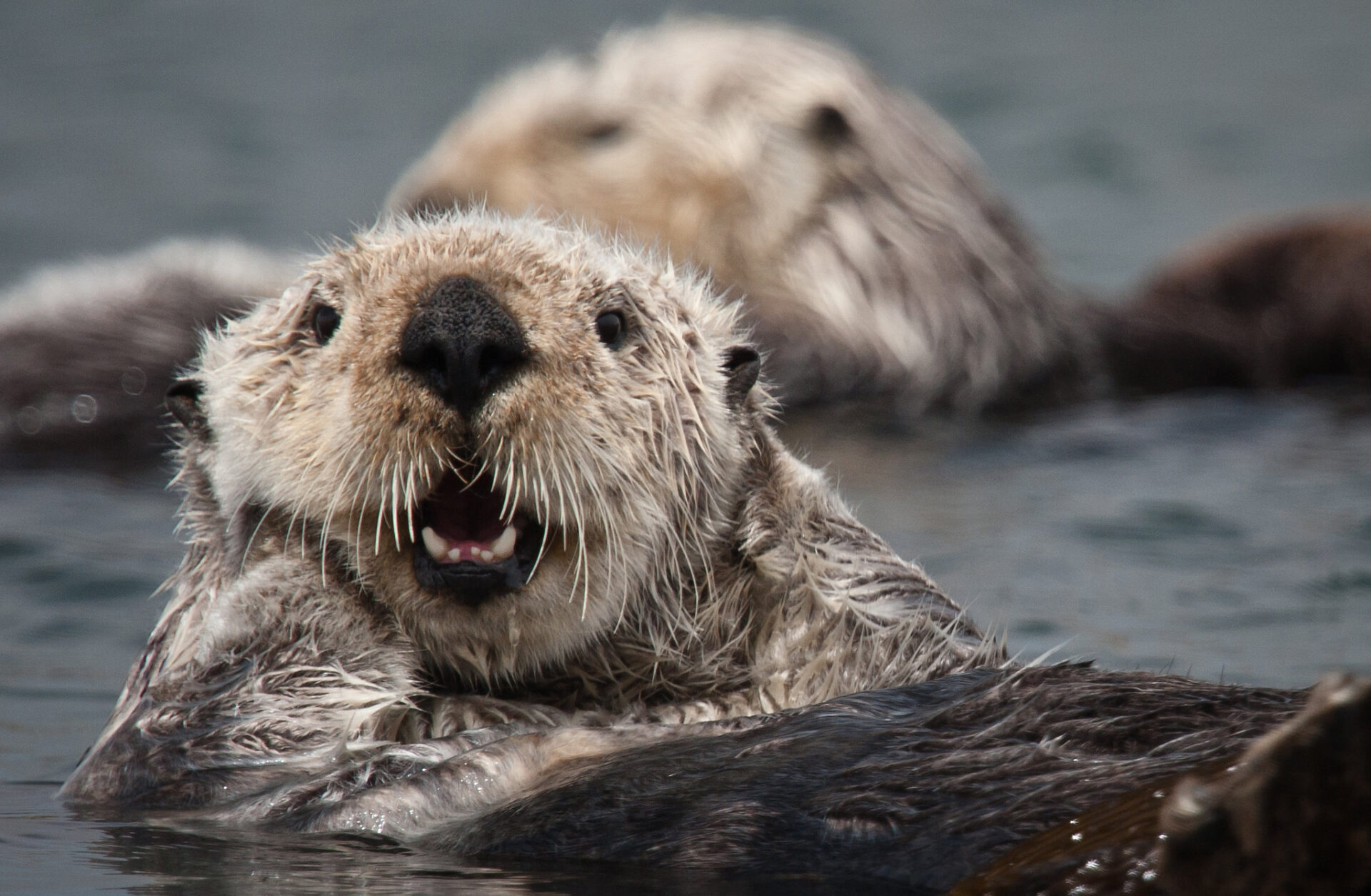 Rare deep-sea anglerfish seen for first time in broad daylight ...