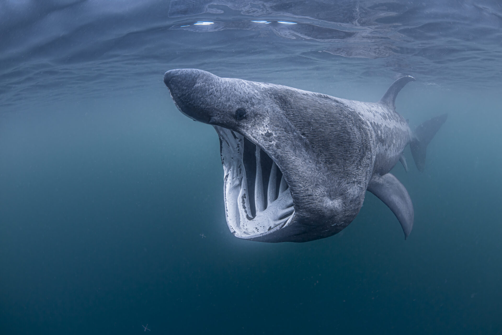 DEEP: Humans to permanently live underwater from 2027