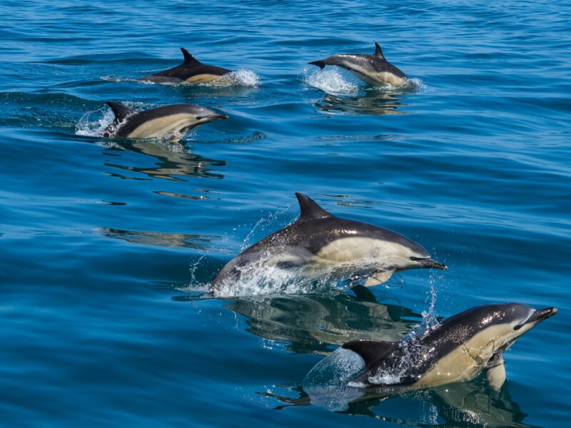 Scientists identify language-like chatter among dolphins - Oceanographic