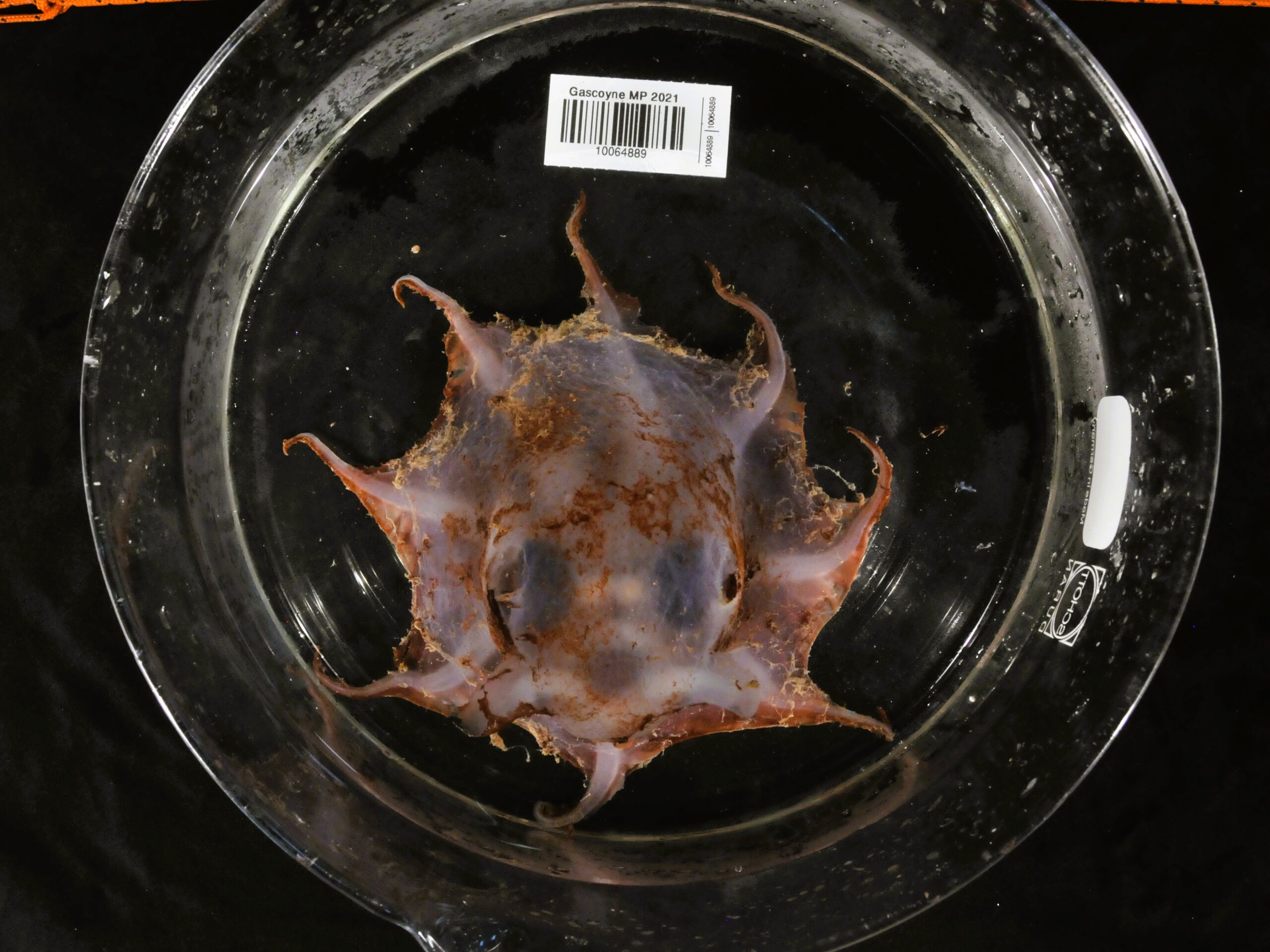 New species of deep-sea octopus discovered off Australia - Oceanographic