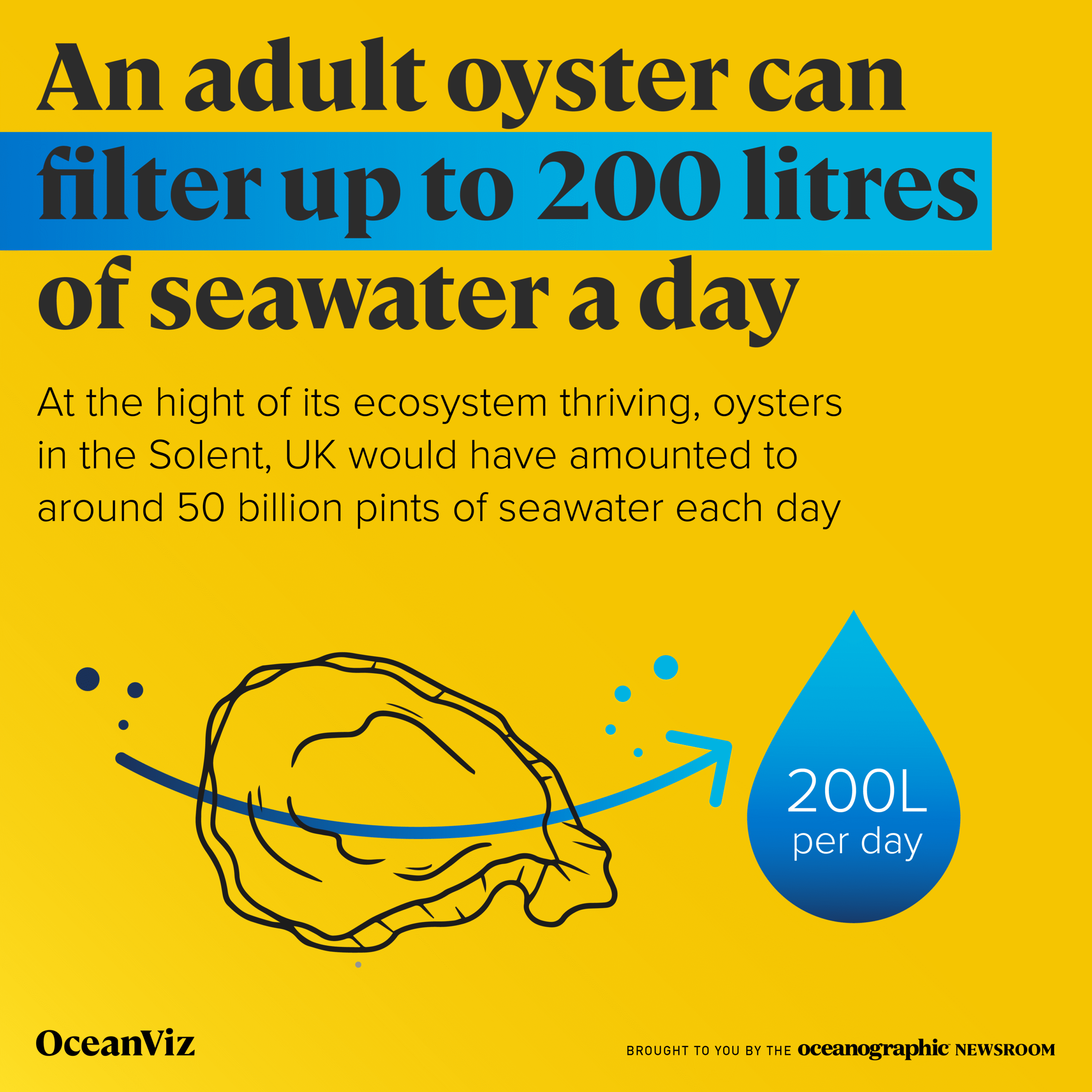 An adult oyster can filter up to 200 litres of seawater a day ...