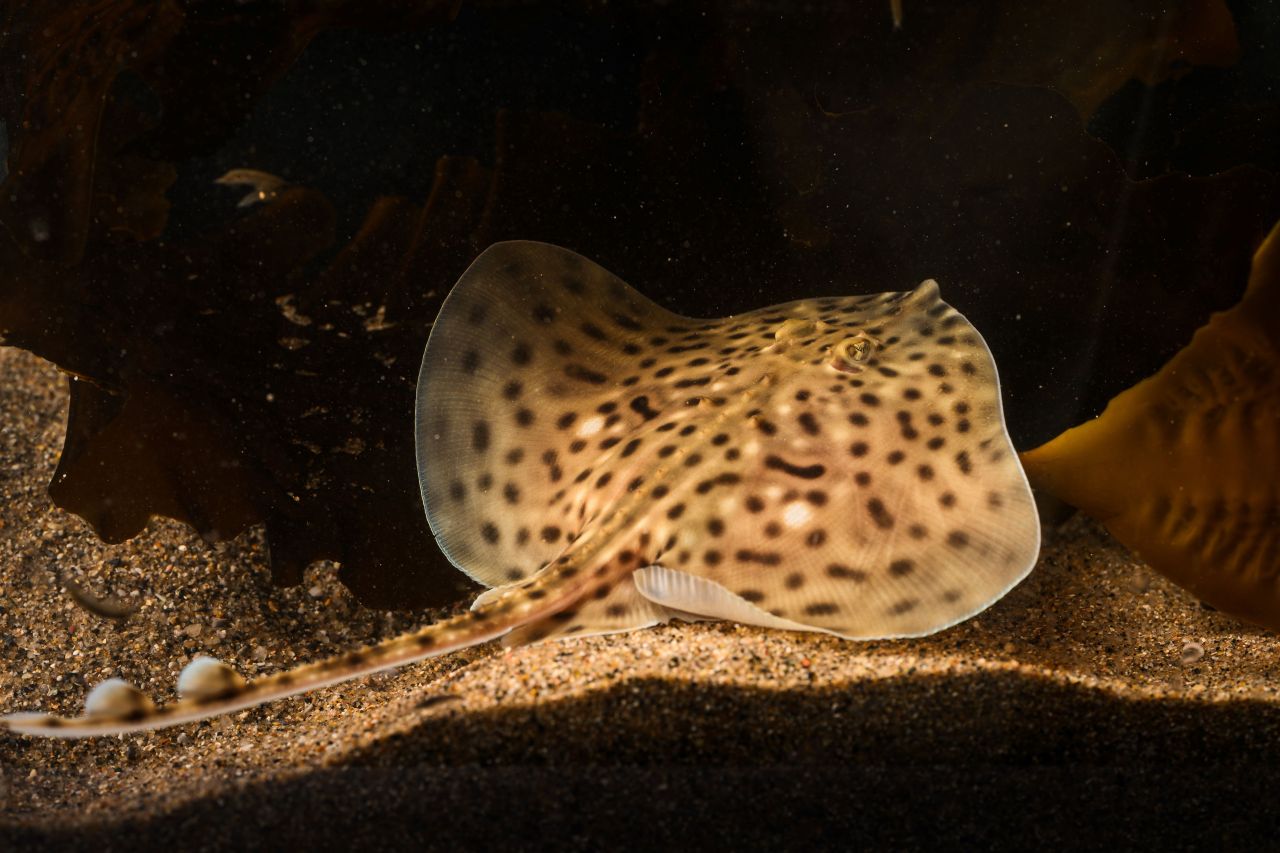 Creepy crustacean: Meet the deep sea predator named 'darkness ...