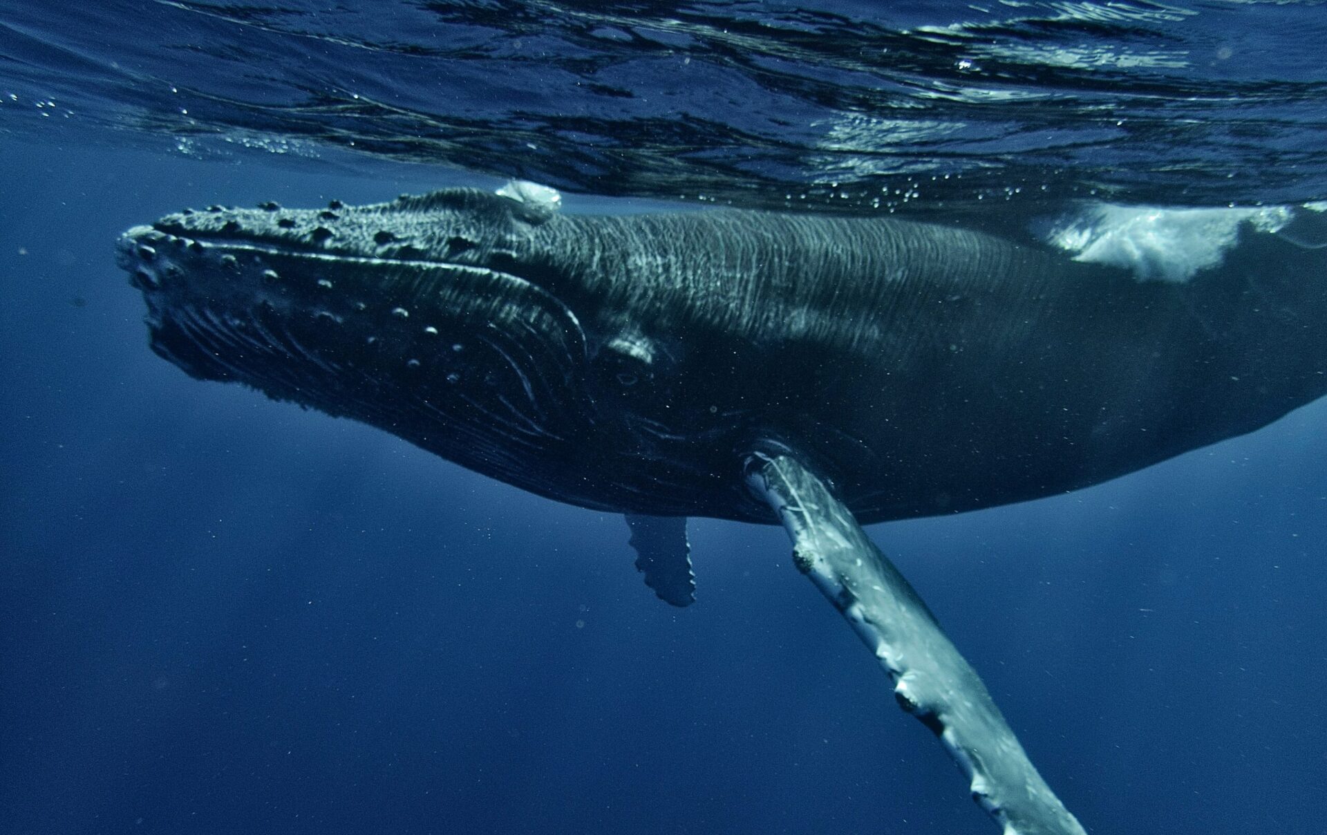 DEEP: Humans to permanently live underwater from 2027