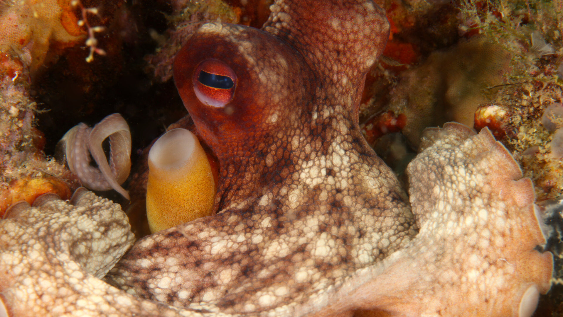 Is UK's intense marine heatwave the reason for all the octopus? - Oceanographic