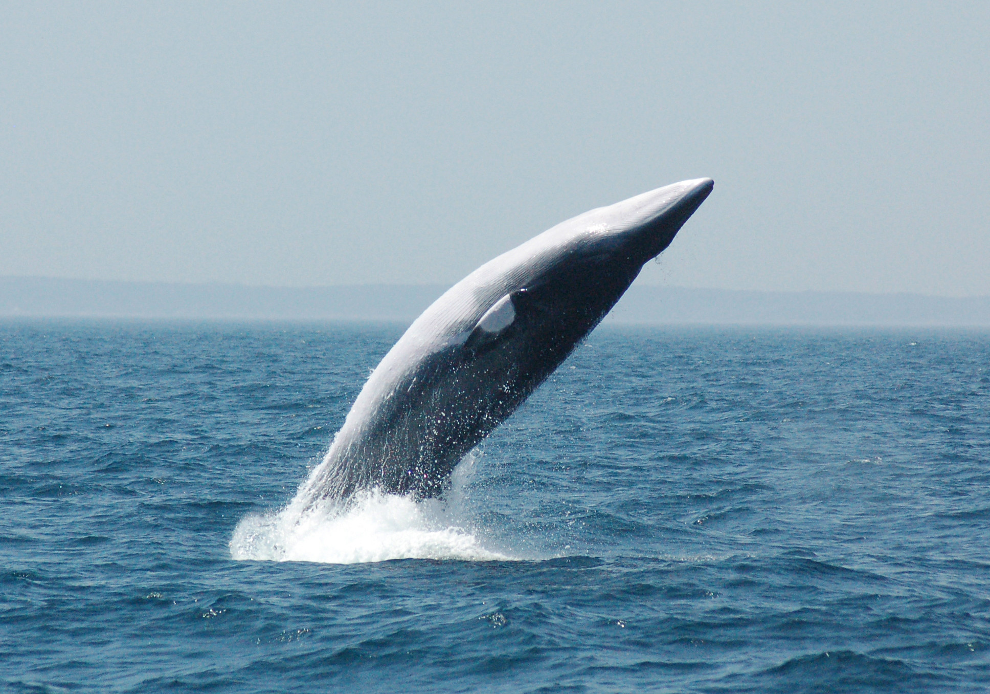 Whale monitoring 'Shorewatch' team a first for England - Oceanographic