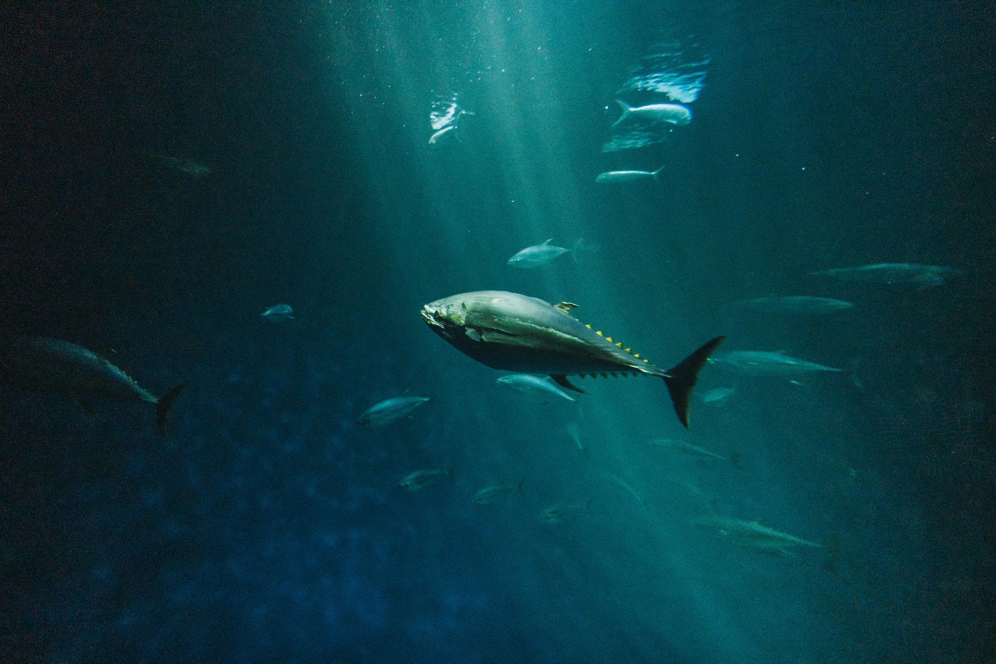 Singing in tuna: Can a UK return repair cultural division? - Oceanographic