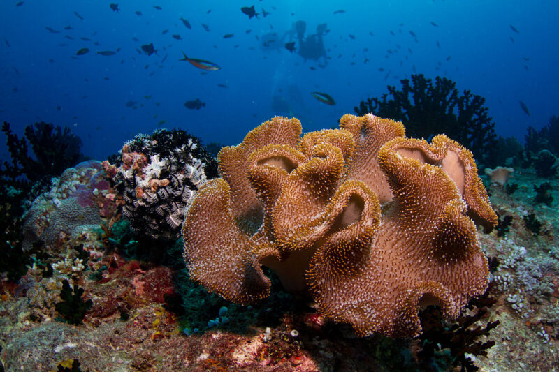 Maldives coral reef restoration takes pioneering step forwards ...