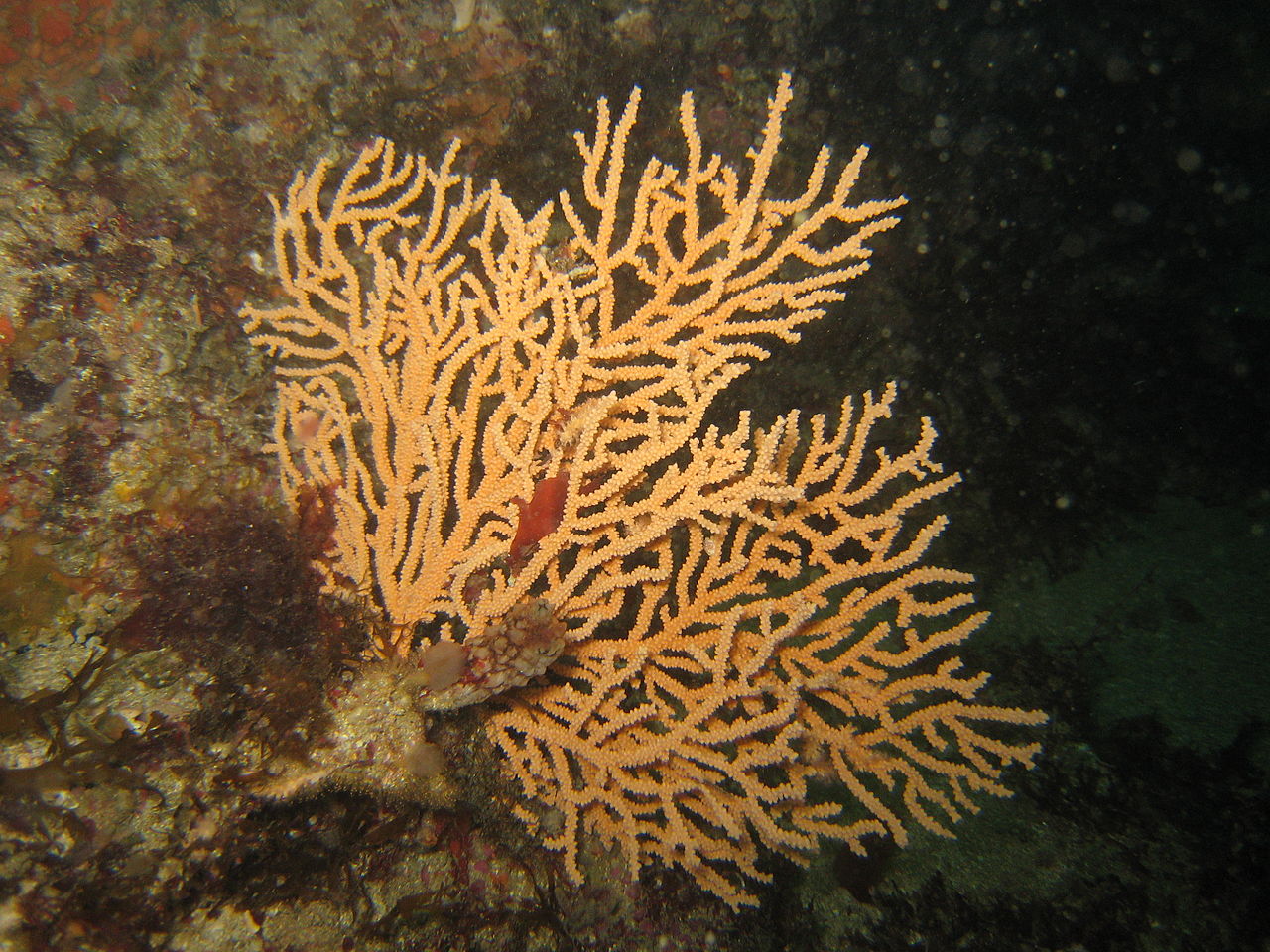"Flourishing" pink sea fan reef found during UK Attenborough shoot ...