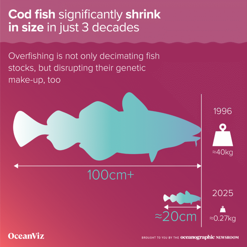 Cod fish significantly shrink in size in just 3 decades - Oceanographic