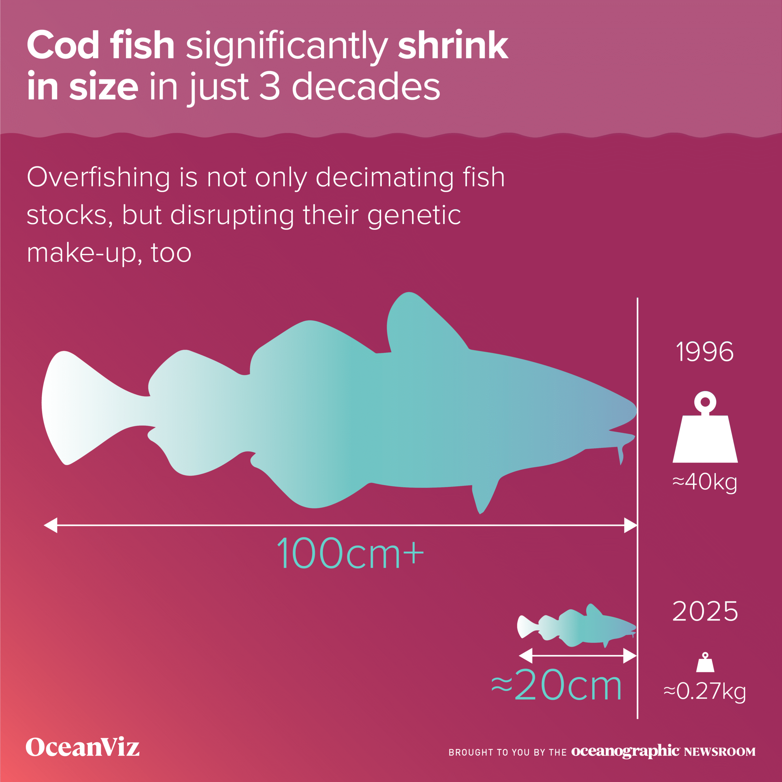 Cod fish significantly shrink in size in just 3 decades - Oceanographic