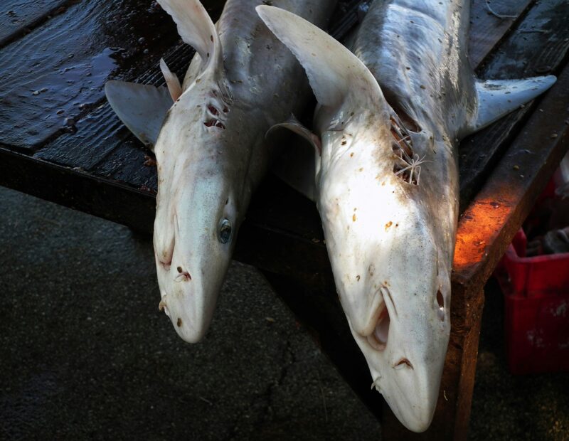 200,000 fish die in "single worst jellyfish attack" on Scottish salmon ...