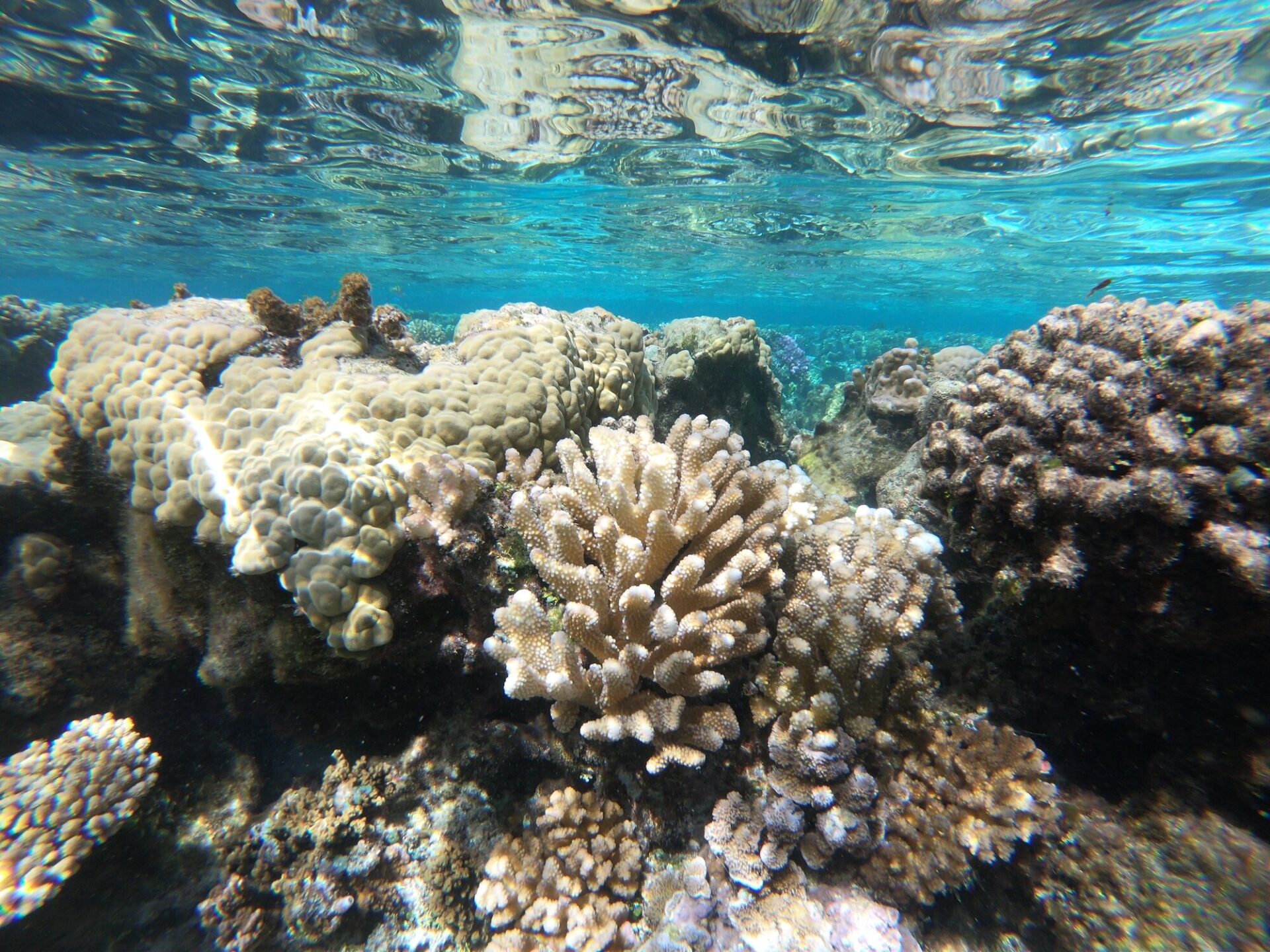 Porno video zenci recently divorced, while visiting Sin