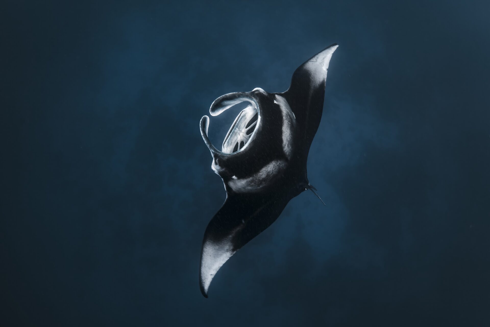 Vanishing giants: The fight to save our precious mobulid rays