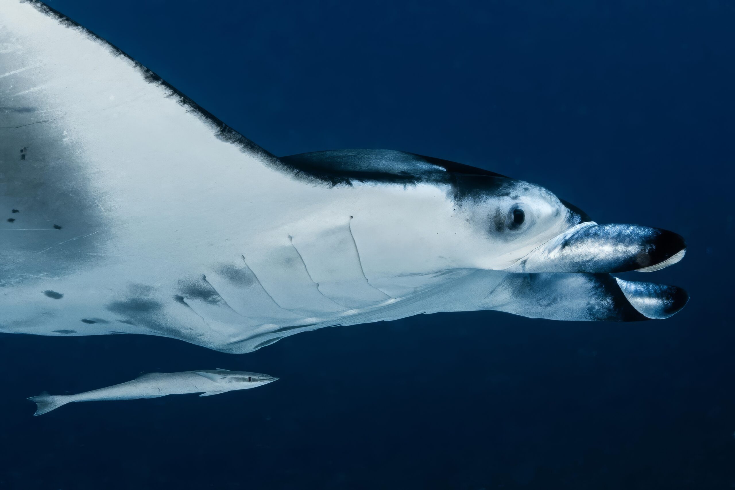Vanishing giants: The fight to save our precious mobulid rays