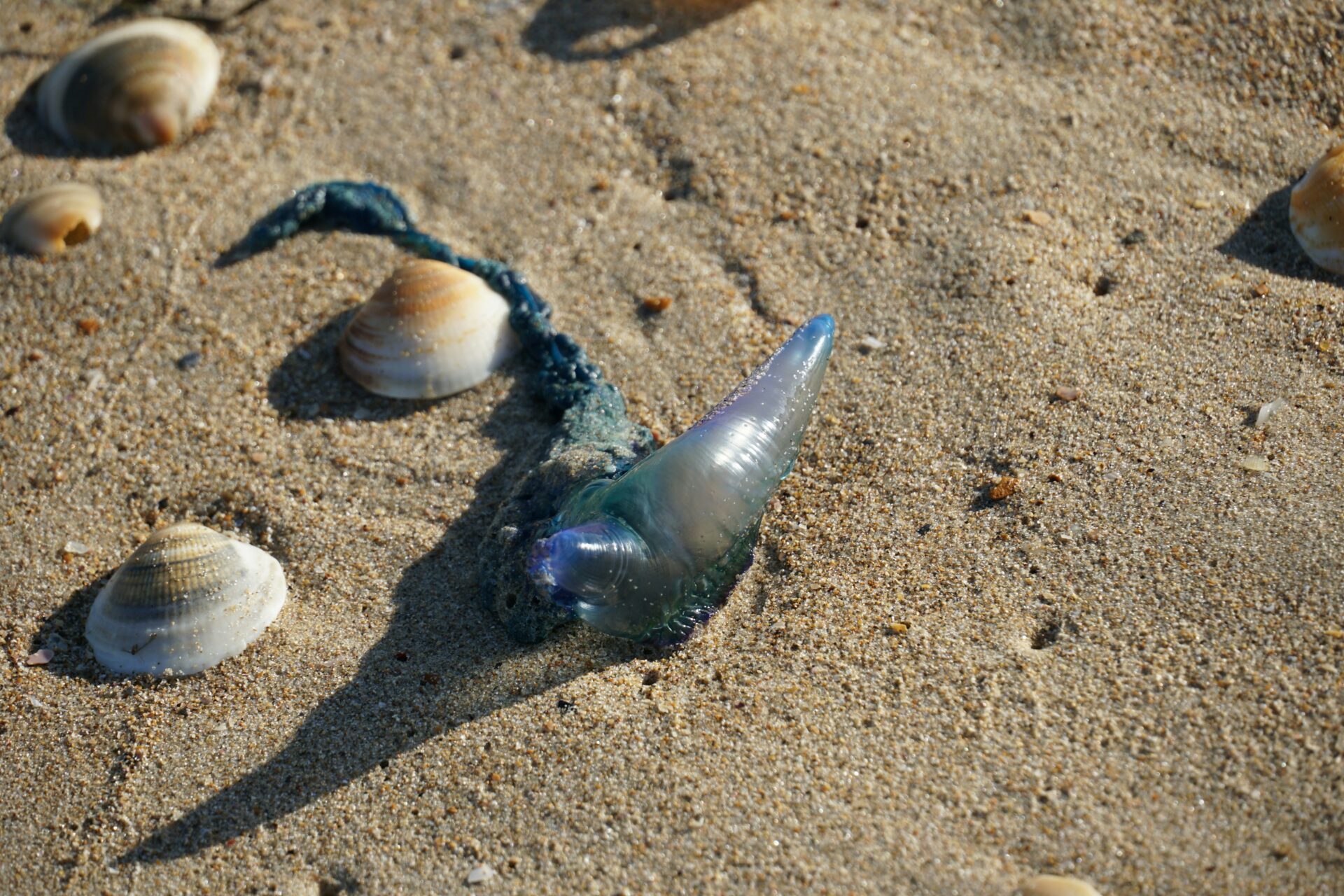 Portuguese man o' war turn out to be four separate species - Oceanographic