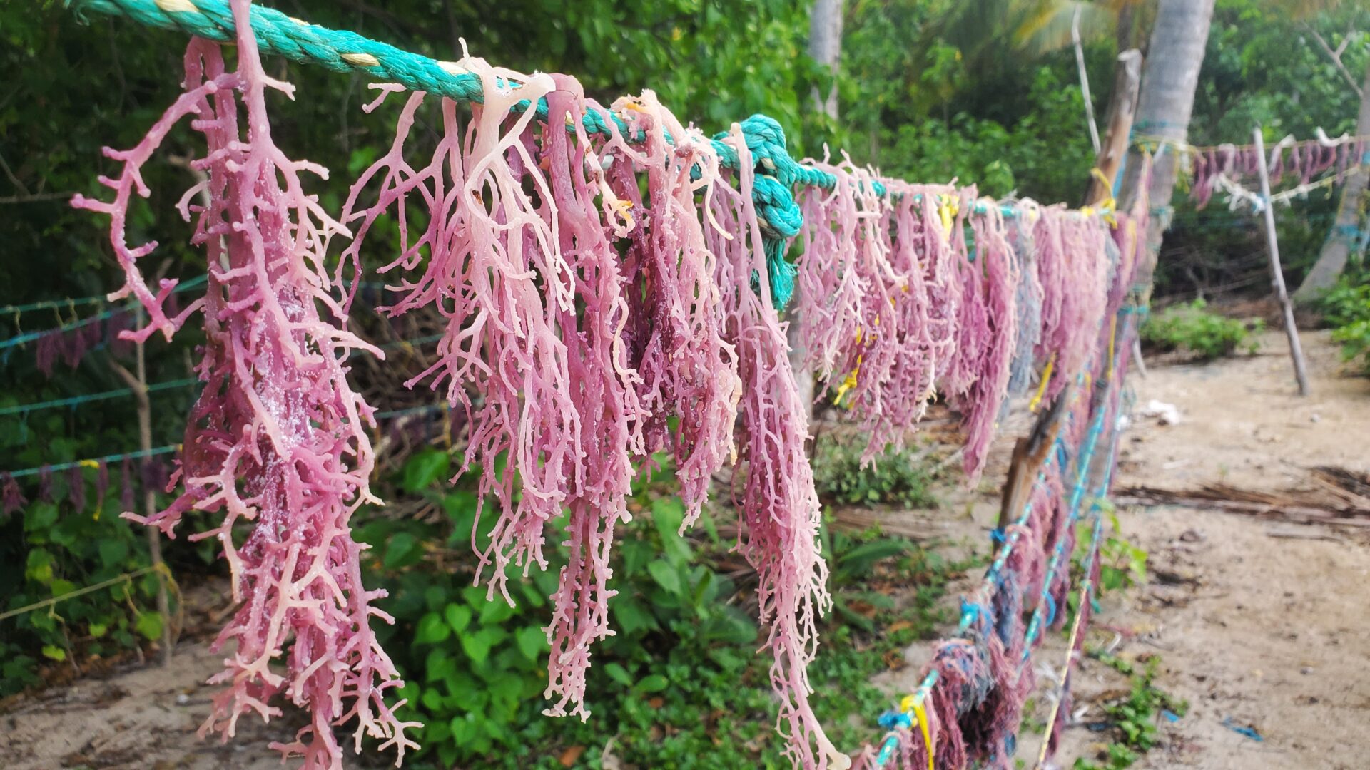 Sea moss sustainable: Growing the future of Saint Lucia