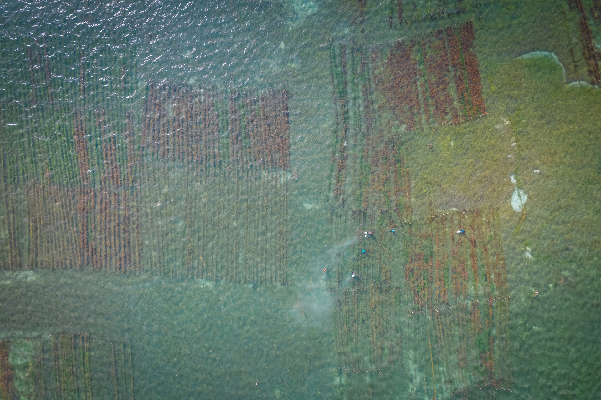 Sea moss sustainable: Growing the future of Saint Lucia