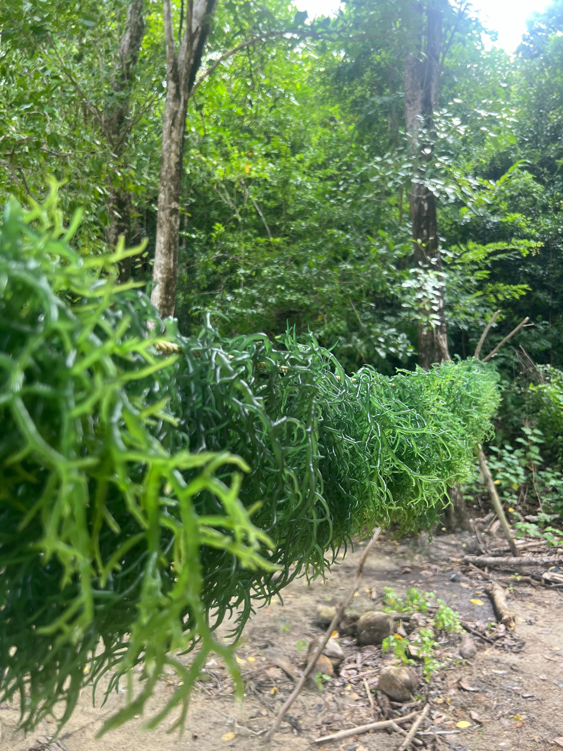 Sea moss sustainable: Growing the future of Saint Lucia