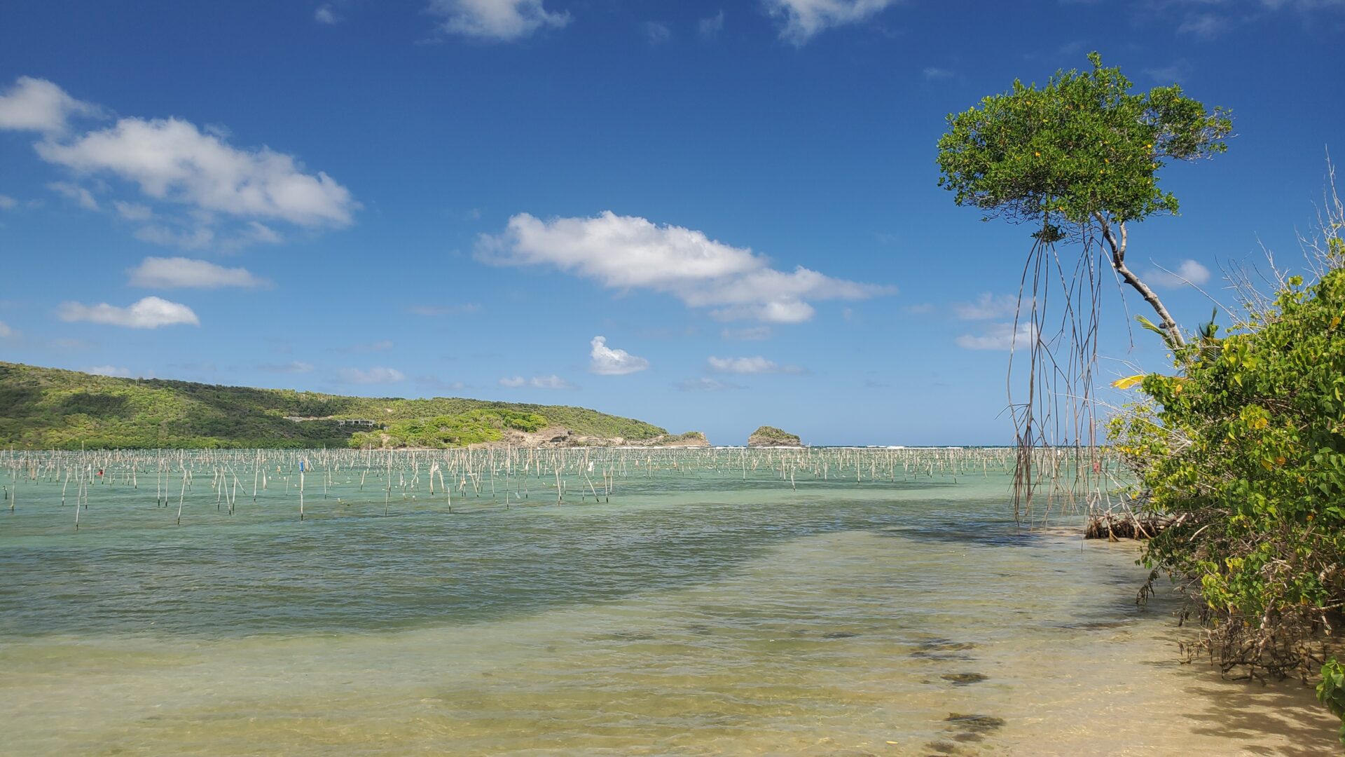 Sea moss sustainable: Growing the future of Saint Lucia