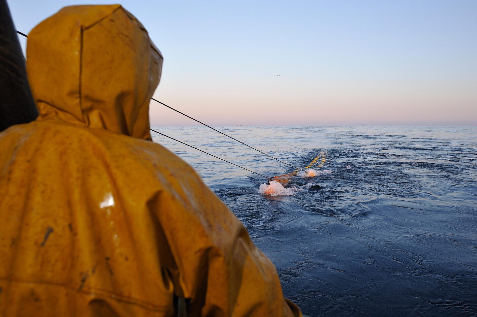 Portuguese man o' war turn out to be four separate species - Oceanographic