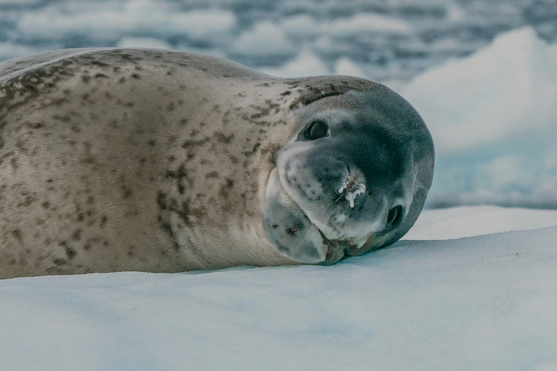 Baltic ringed seal numbers increase five fold since the "toxic '70s ...