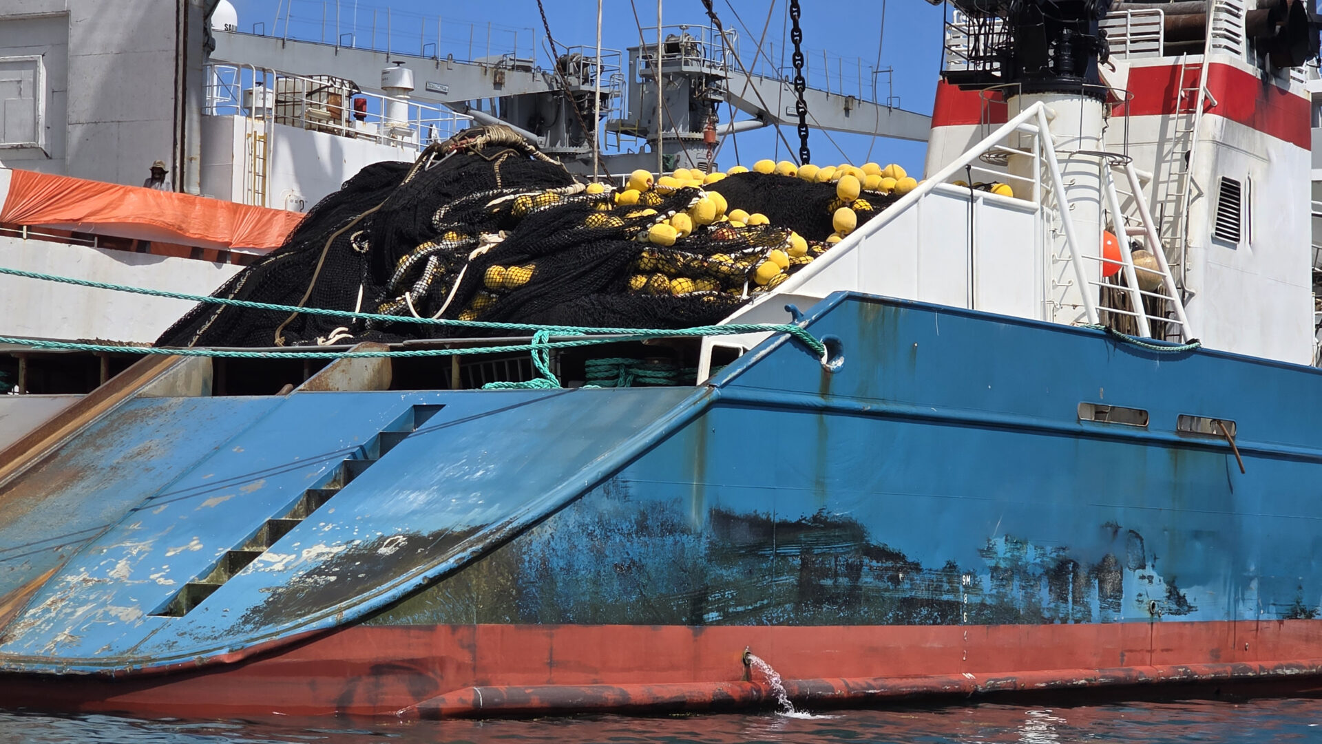 Colossal Squid Filmed Alive On Camera For First Time Ever Oceanographic