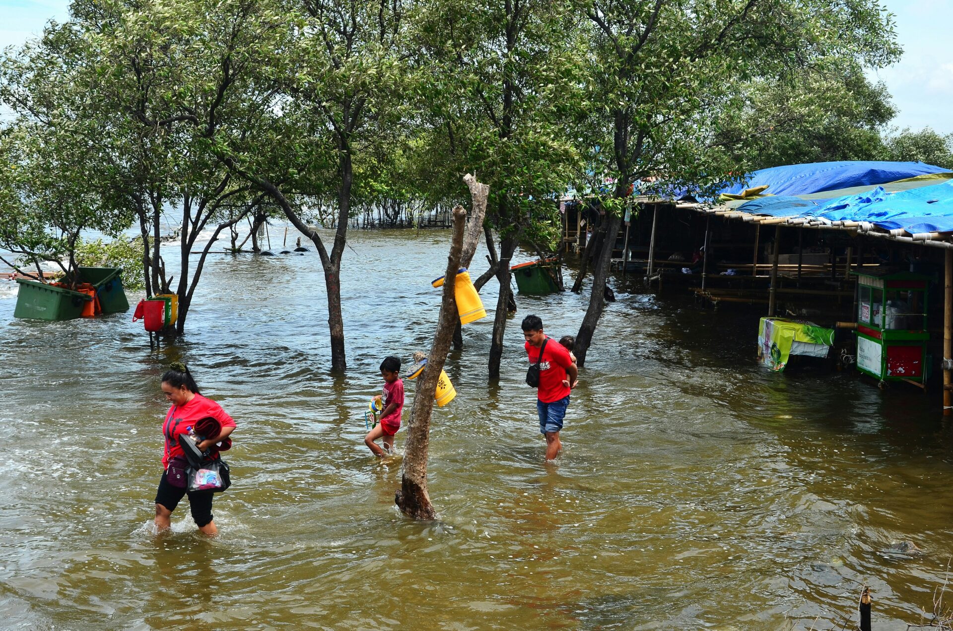 The tooth is out there: What do narwhals do with their tusks ...