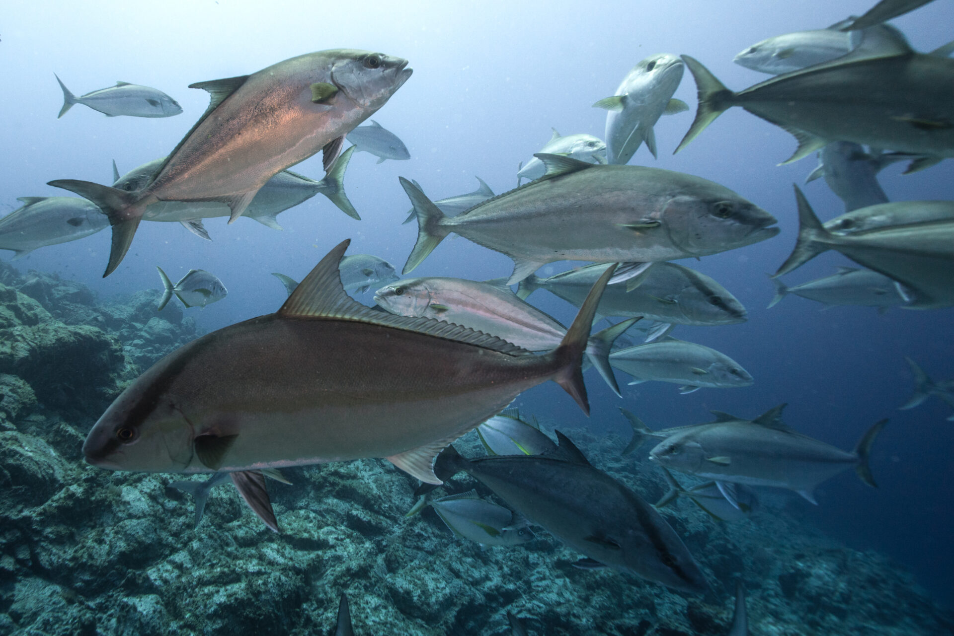 Rare deep-sea anglerfish seen for first time in broad daylight ...