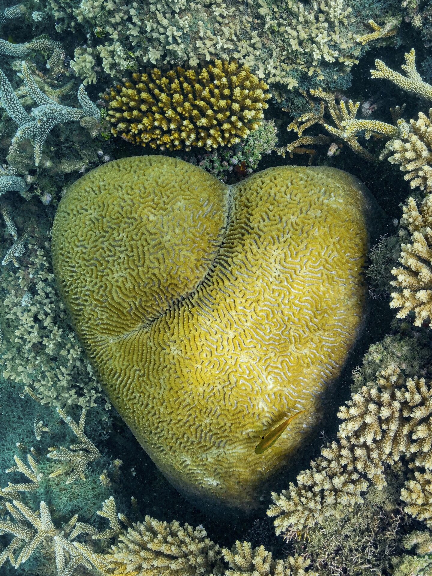 Mayotte's ocean heritage and the chance to change everything