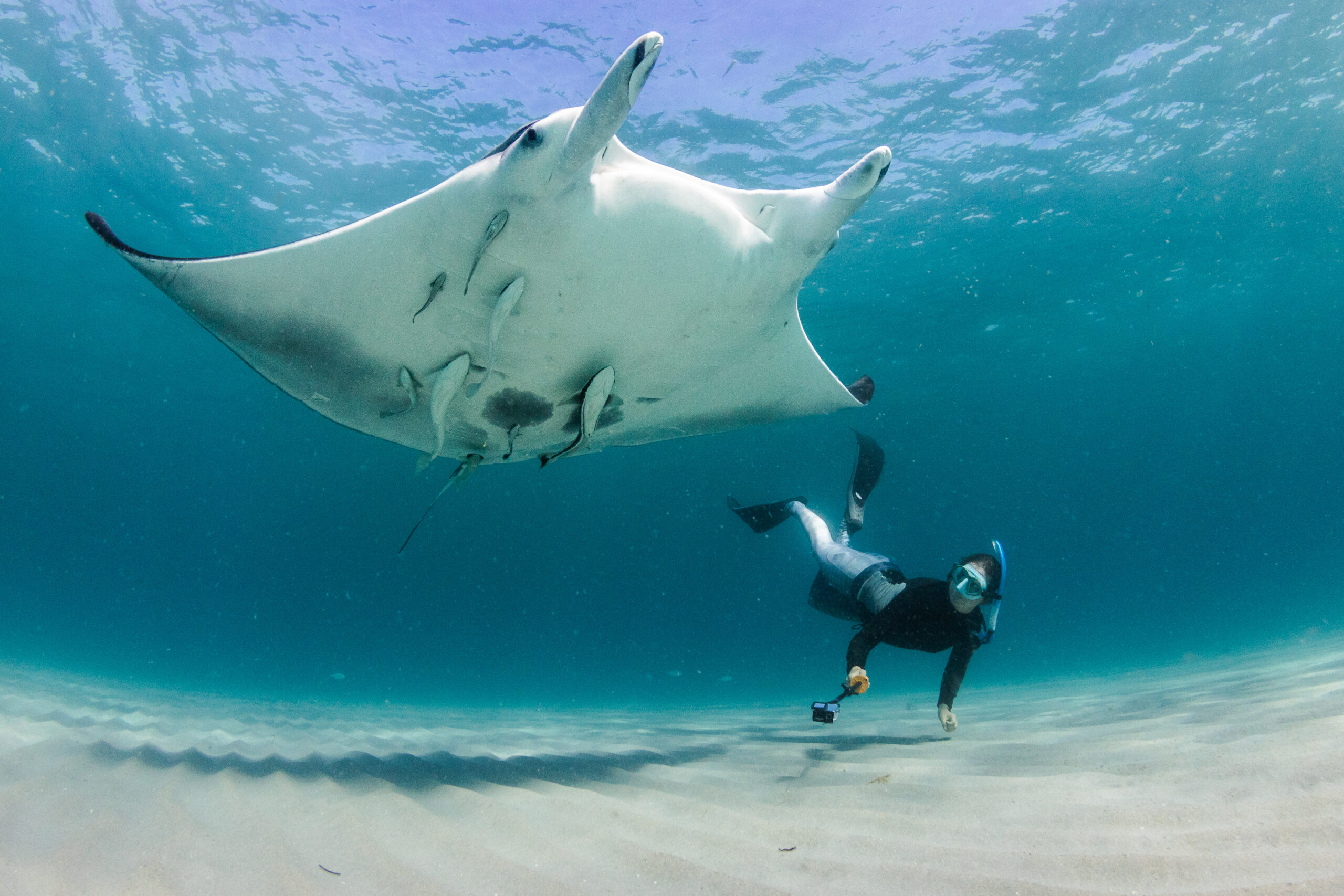 Scientists hail third manta ray species "evolution in action ...