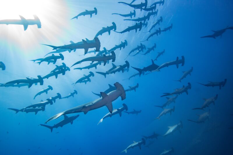Diet plan? For the great hammerheads, it's shark-eat-shark - Oceanographic