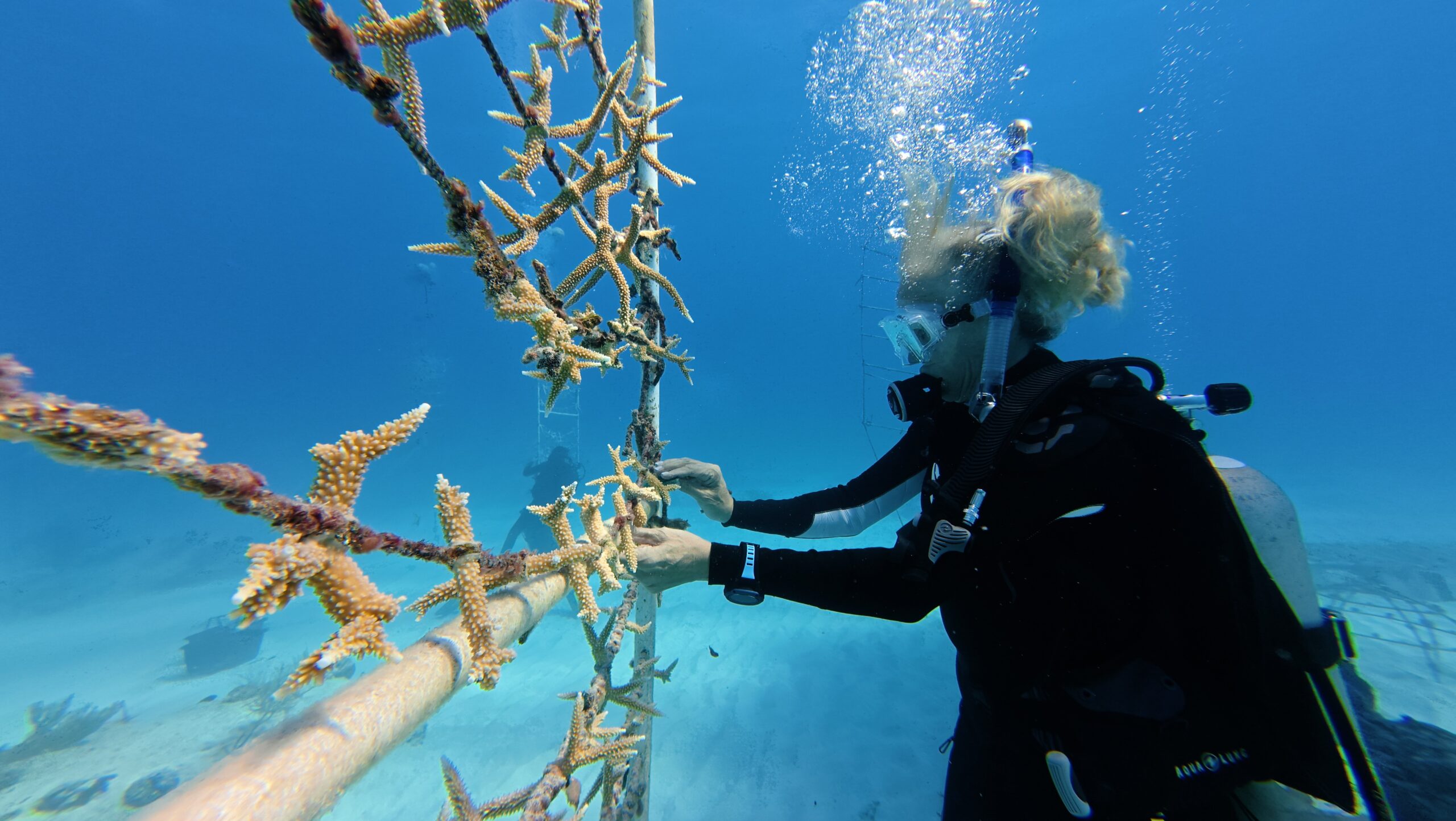 Charlie Young: The coral crisis you've never heard of - Oceanographic