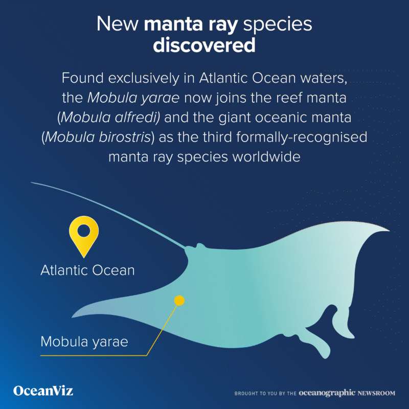 New manta ray species discovered - Oceanographic