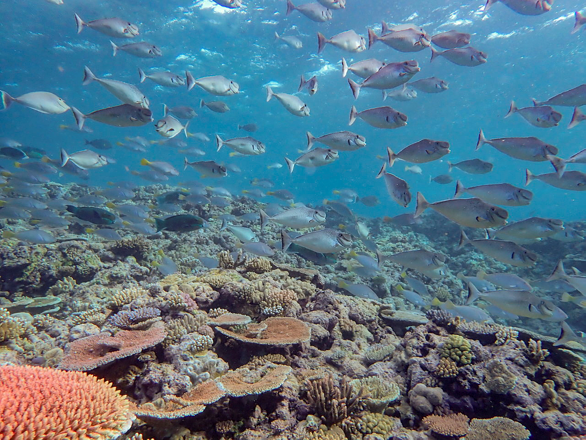 Colossal Squid Filmed Alive On Camera For First Time Ever Oceanographic