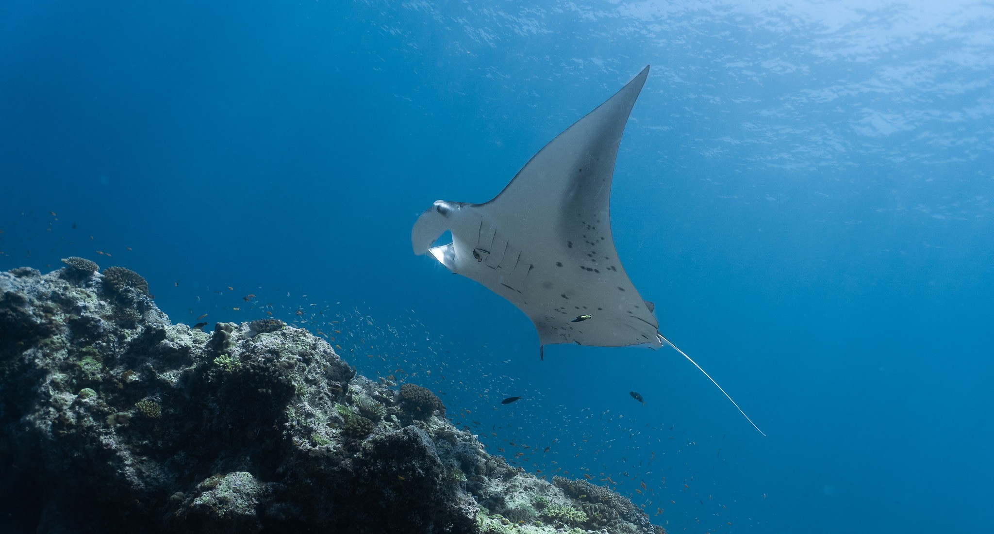 Portuguese man o' war turn out to be four separate species - Oceanographic