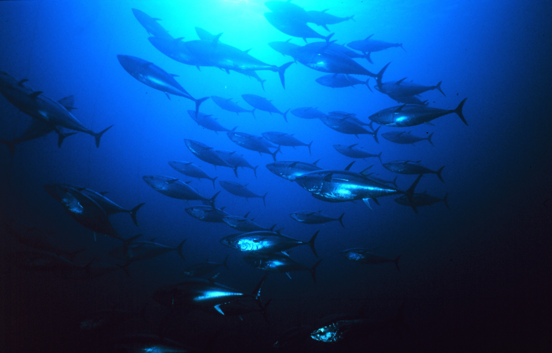 New diet for bluefin tuna after Atlantic herring collapse - Oceanographic