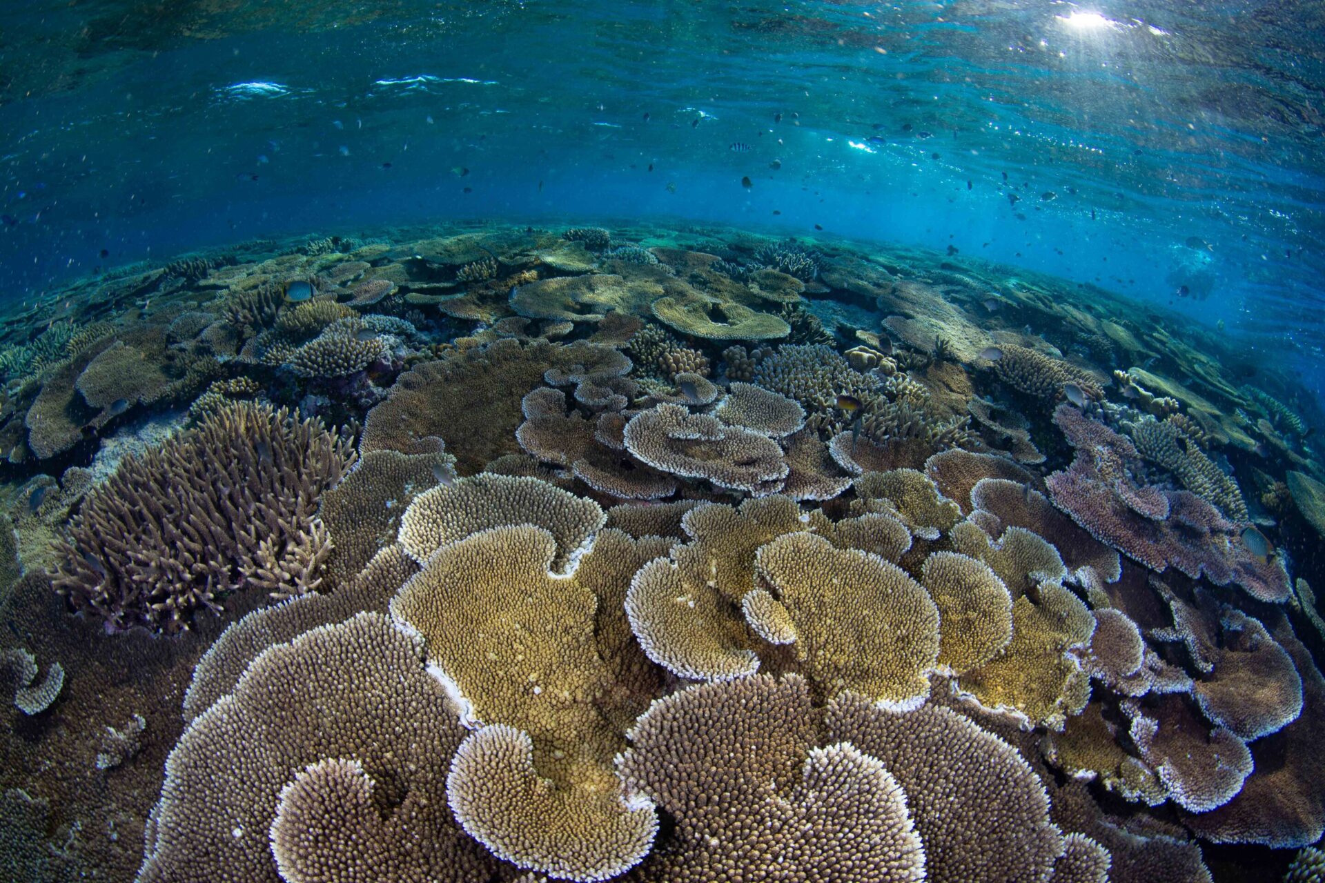 DEEP: Humans to permanently live underwater from 2027