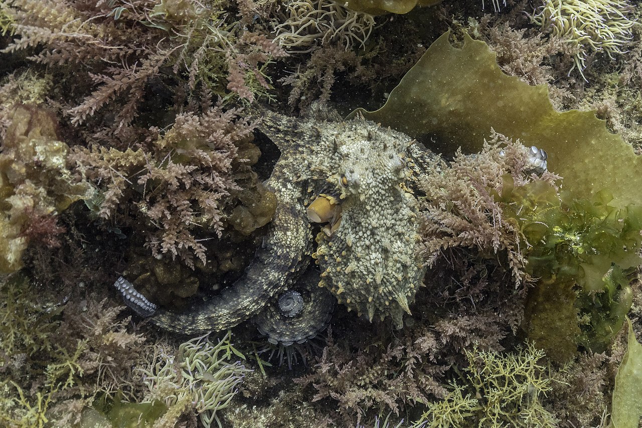 "Extraordinary" investigation into UK octopus bloom launches ...