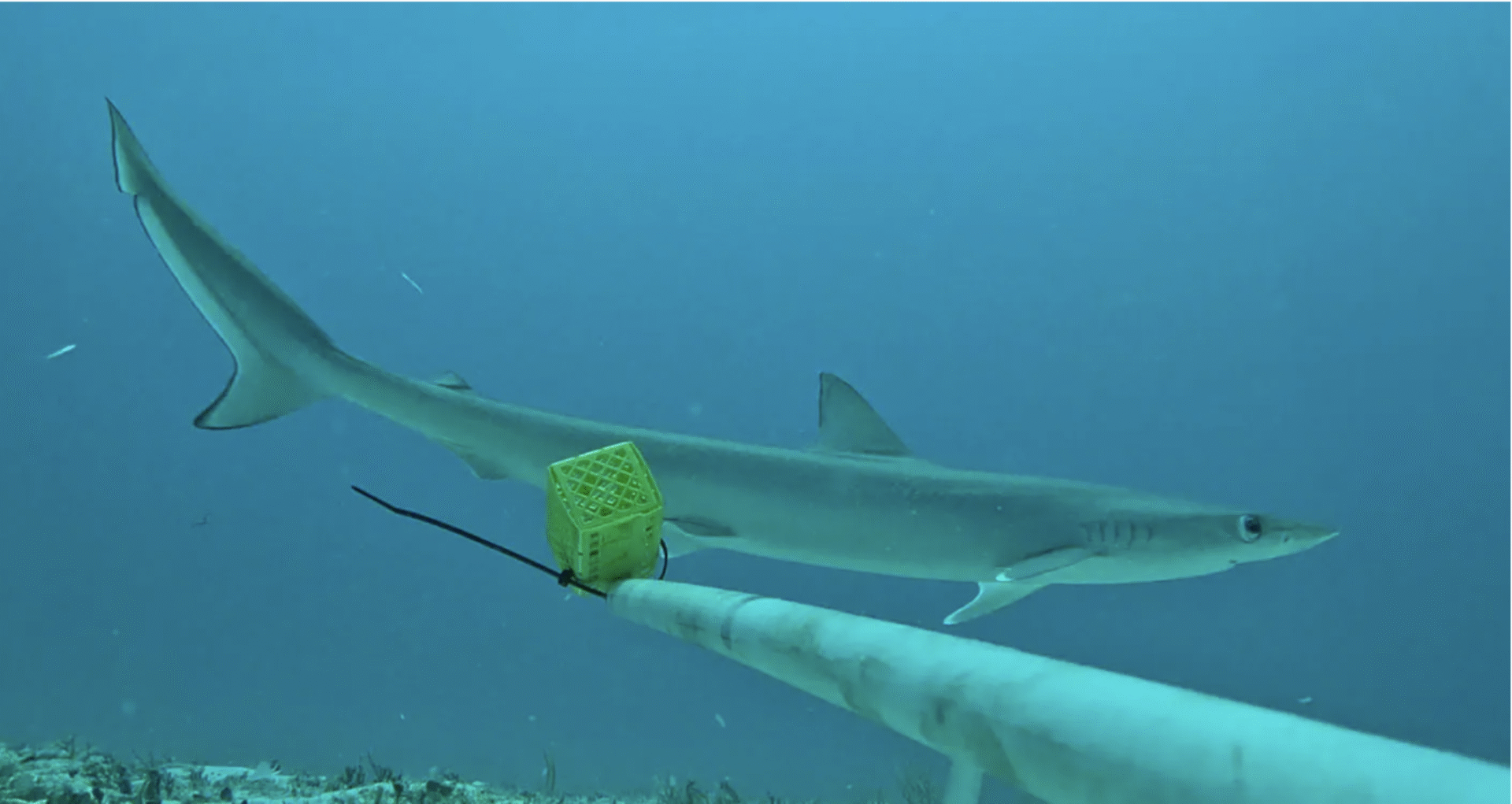 Largest ever great white shark recorded and tagged in the Atlantic ...