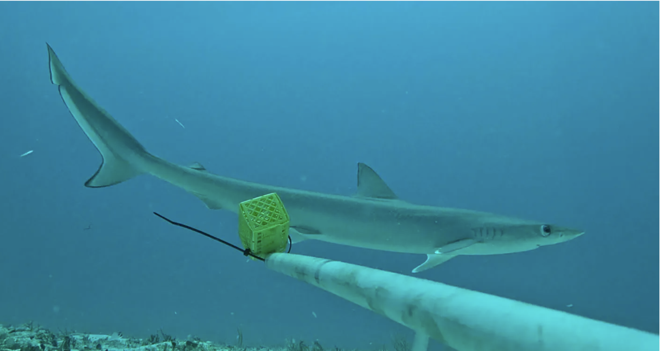 Sliteye shark discovered in Chagos Archipelago a new first - Oceanographic