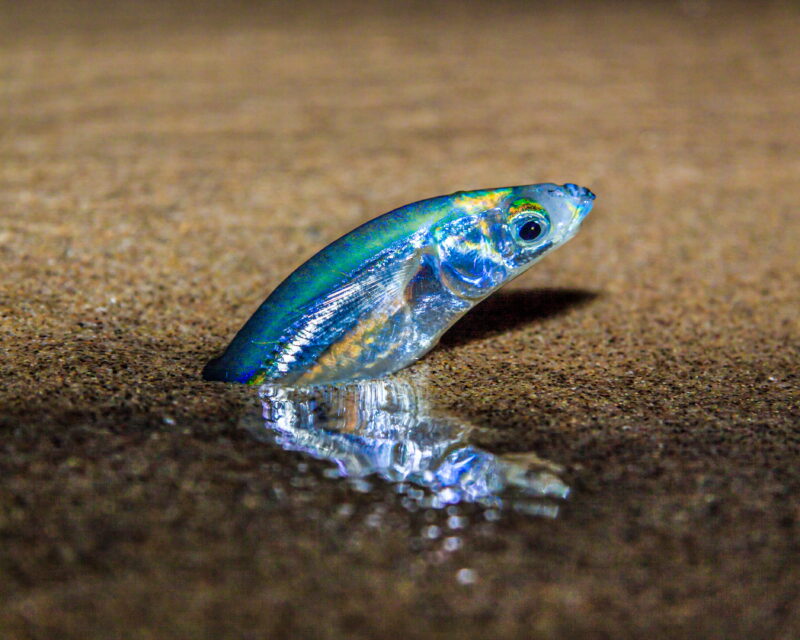 Grunion lore: And the fish ran away with the moon