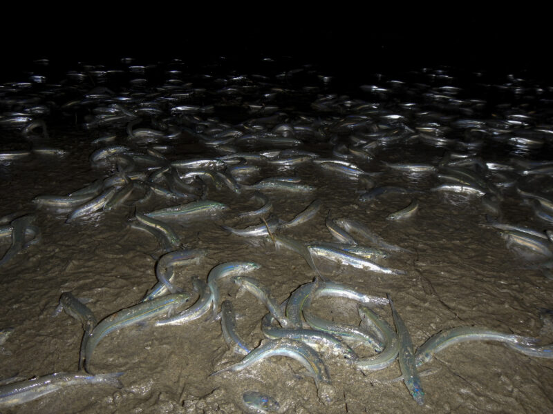 Grunion lore: And the fish ran away with the moon