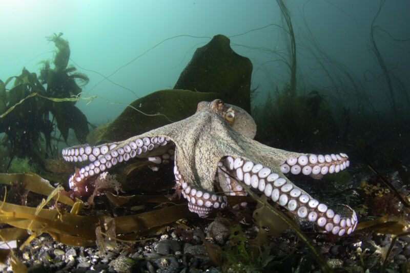 Beauty of British seas: Young Ocean Photographer, Aaron Sanders