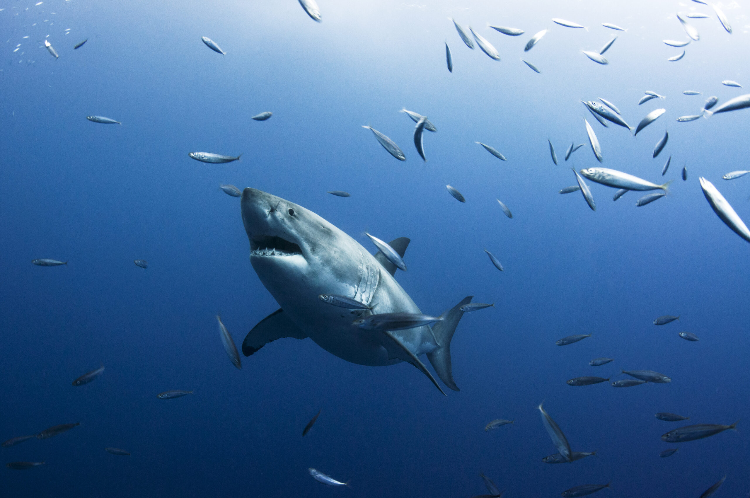 Canada's great white mystery: Nova Scotia's white shark - Oceanographic