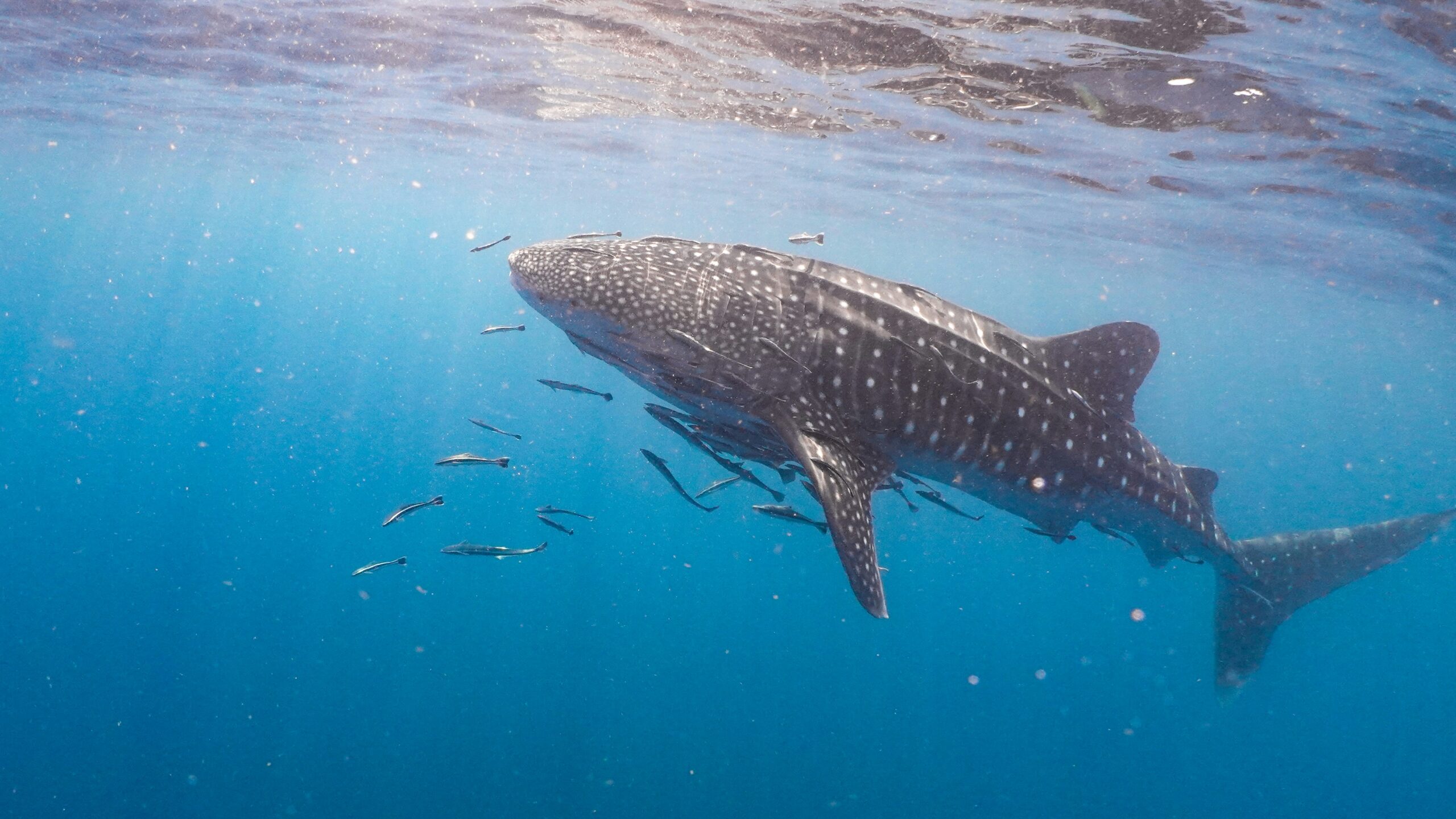 Two-thirds of Indonesian whale sharks' injuries are human-caused ...