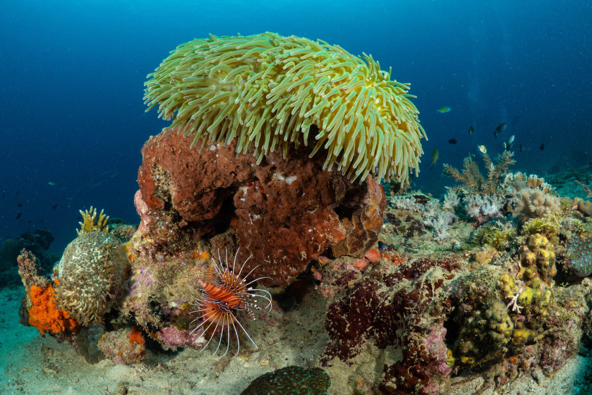 Creepy crustacean: Meet the deep sea predator named 'darkness ...