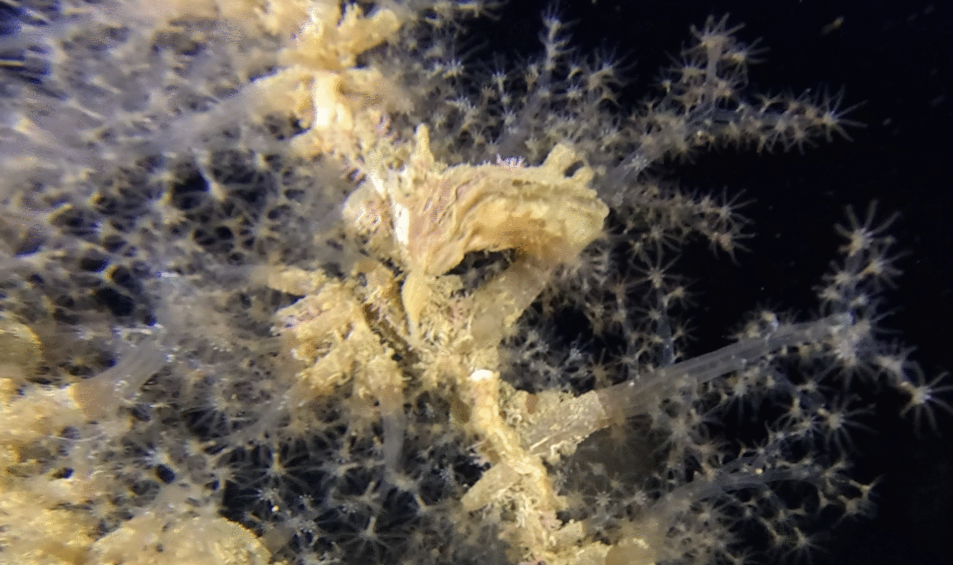 Bubble-net feeding, the humpbacks' "very particular set of skills ...