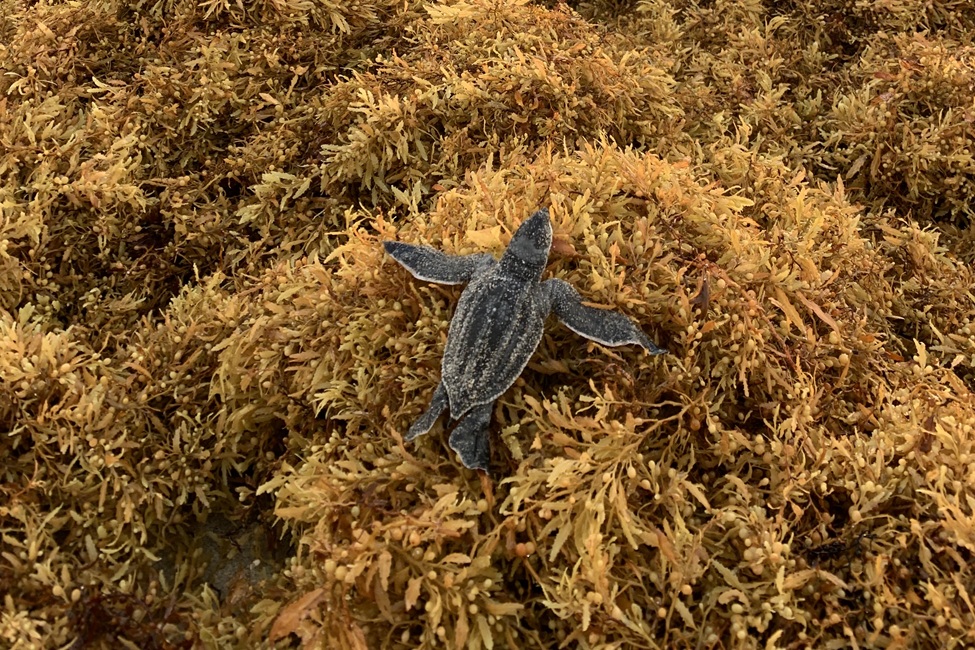 Turtle hurdles: Florida's sargassum surge is a crisis for sea turtles ...