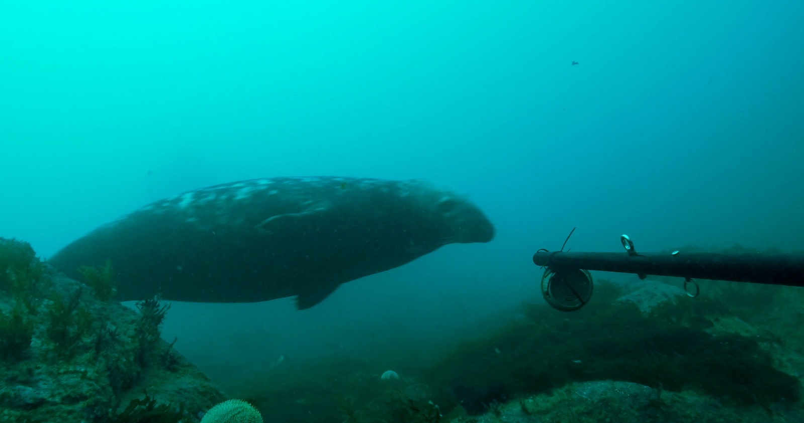 Creepy crustacean: Meet the deep sea predator named 'darkness ...