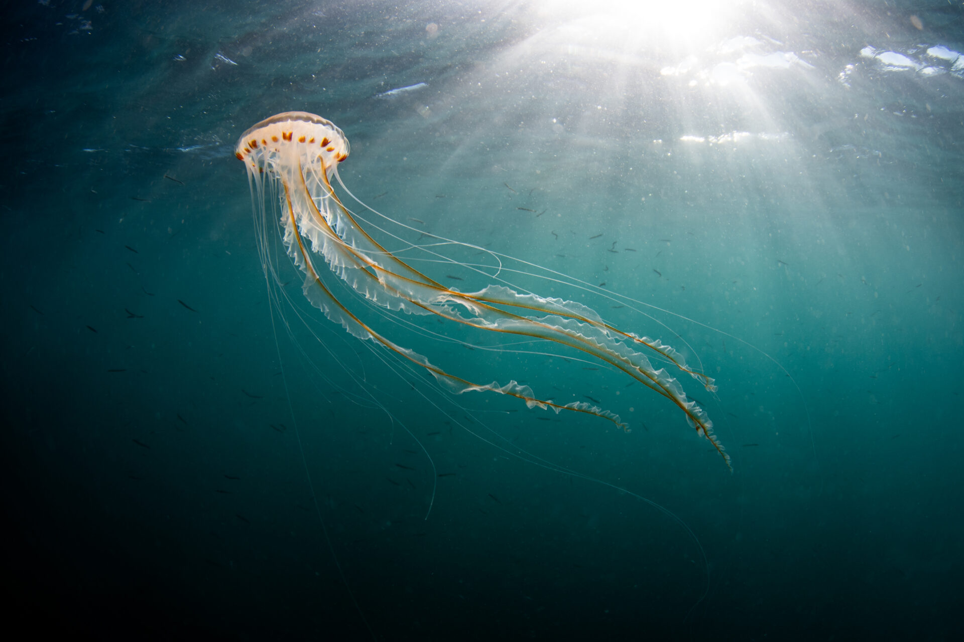 Beauty of British seas: Young Ocean Photographer, Aaron Sanders